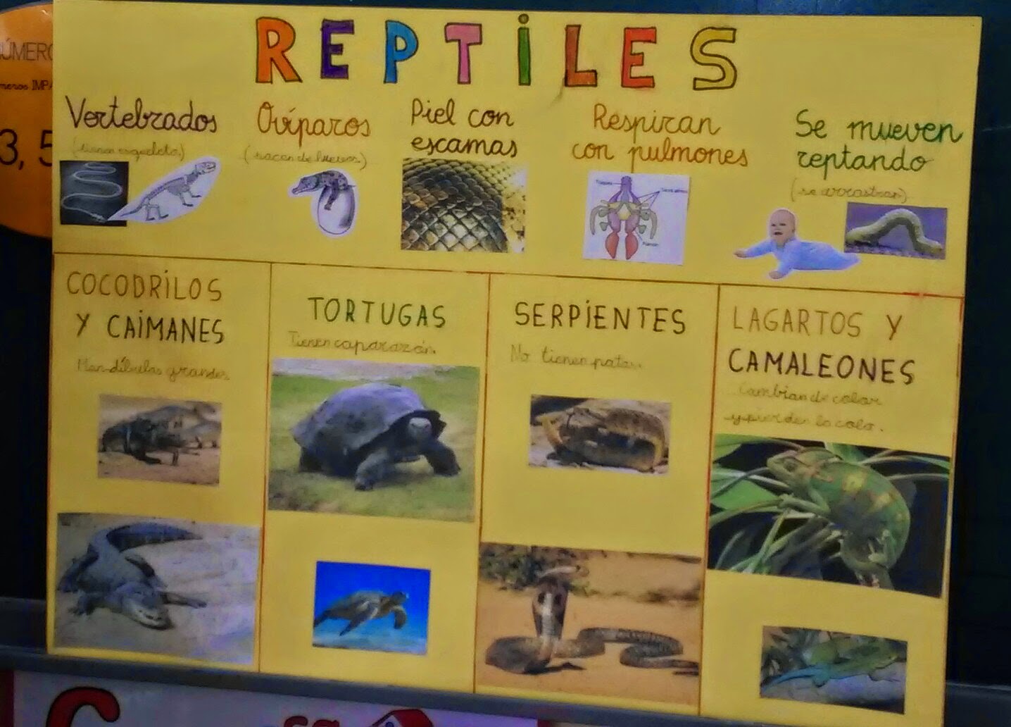NUESTRA CLASE : Reptiles e insectos