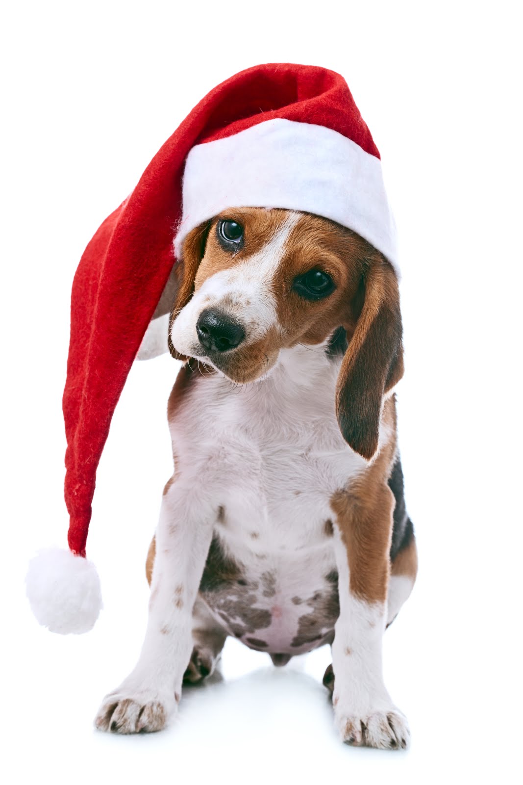 Banco de Imágenes Gratis: Perrito muy navideño con su gorrito de Santa ...