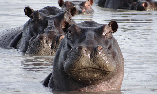 TOP 10 FACTS ABOUT HIPPOS