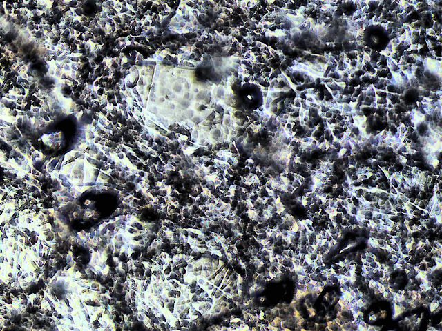 Don Schaeffer's Photos and Art: Cells of an Apple Fruit and Skin