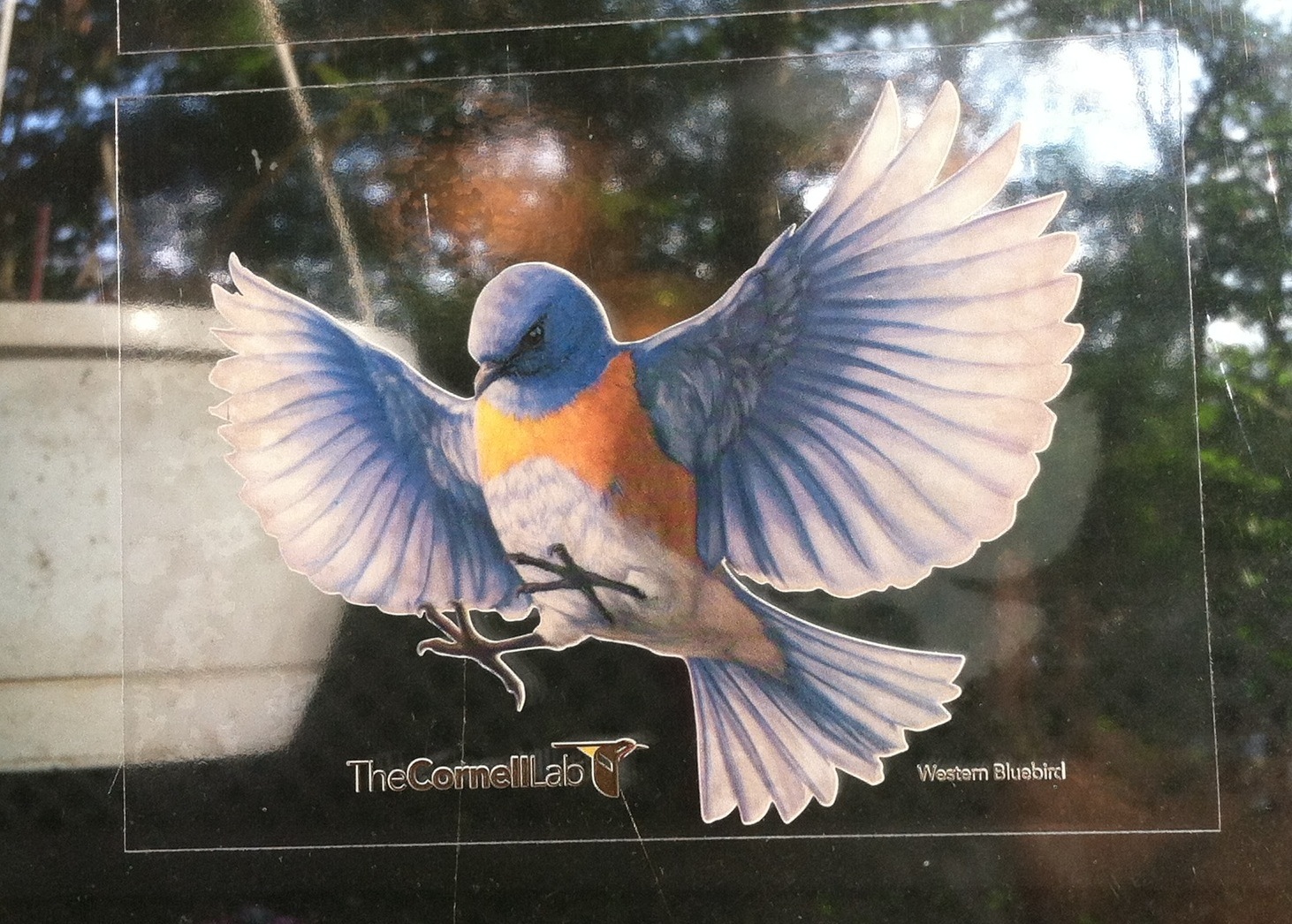 Benlin Alexander Illustration Cornell Lab Of Ornithology Part 3