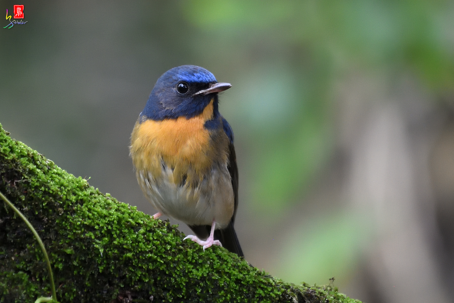 Alder's Bird-watching Notes: 中華藍仙鶲．Chinese Blue Flycatcher．2020/12/24