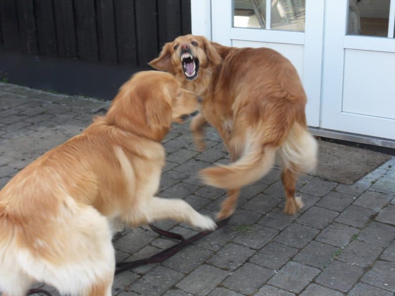 Zarpas Veterinaria: La agresión de nuestros amigos los perros