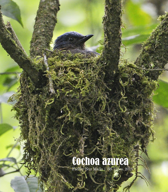 Fachry Nur Mallo: CATATAN PENGAMATAN PENCARIAN MAKAN DAN ...