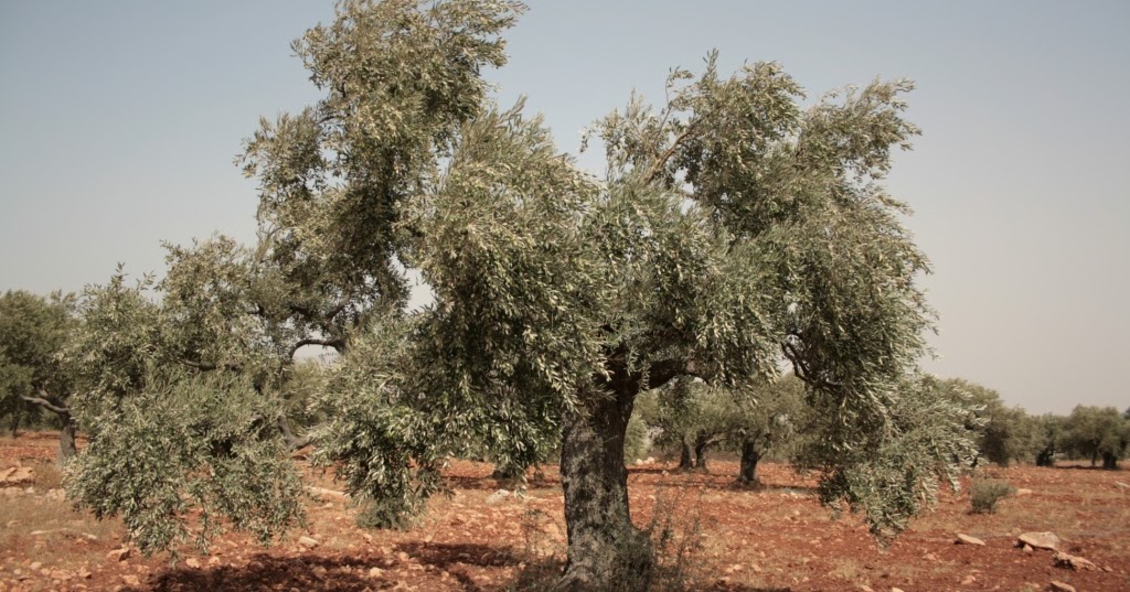 Arjunpuri in Qatar: Olive trees in Palestine