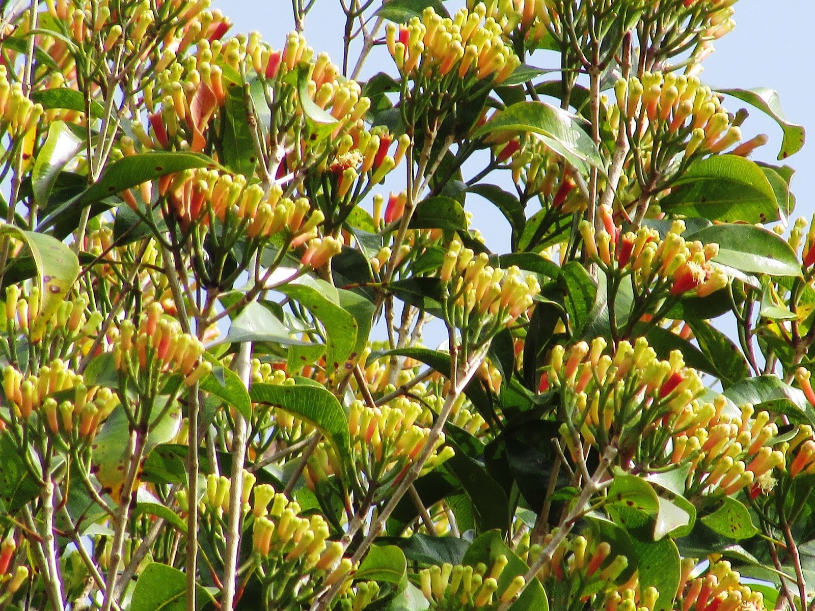 wiraswasta, peluang usaha, bisnis: BUDIDAYA CENGKEH