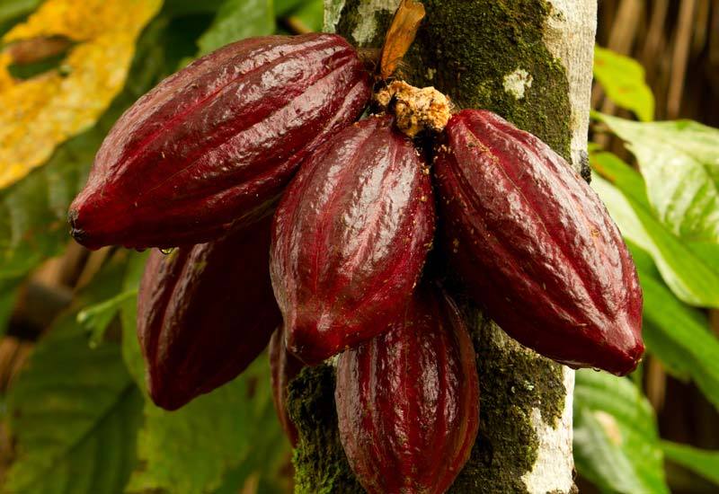 Cacau (Theobroma cacao)