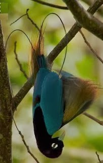 Most Terrifying & Amazing Creatures on Earth....: Blue Bird of Paradise...