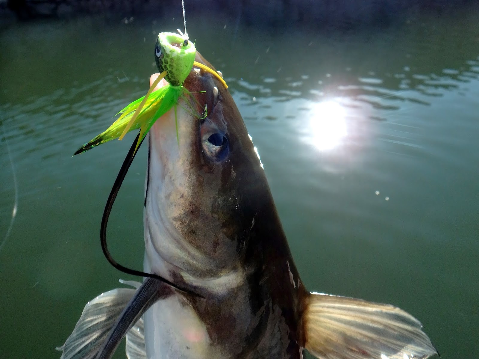 Gorge Fly Shop Blog: Misfits on the fly