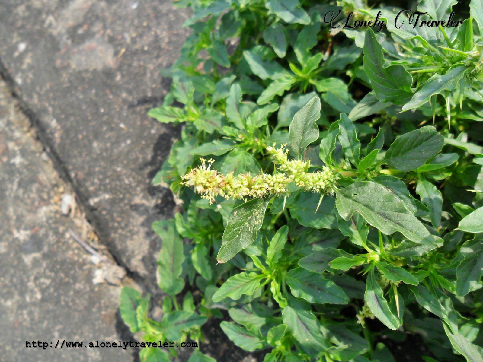 Thorny amaranth - Amaranthus spinosus