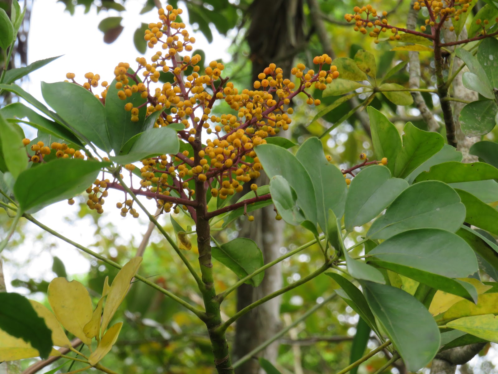 AVIFAUNAEFLORACAMBORIU.BLOGSPOT.COM.BR: CHEFLERA GIGANTE