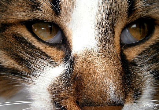 Natur' L: Un beau chat, fort, doux et charmant, quand il miaule, on l ...