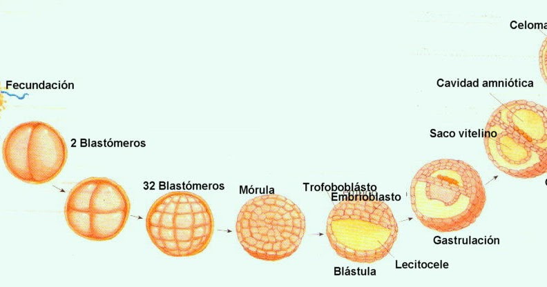 DICCIONARIO DE BIOLOGIA: ¿QUÉ ES BLÁSTULA?