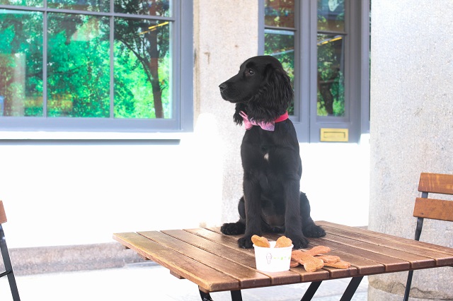 The Shake Shack "Woof" Menu | Steph & The Spaniels: Dog Friendly ...