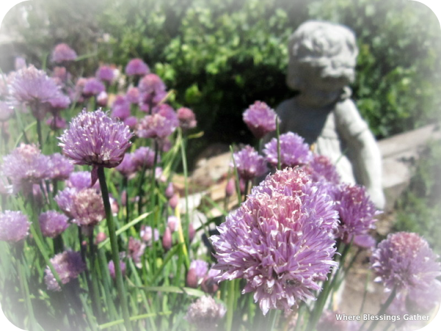 The Shabbi Gypsy : The Common Chive...Simple Elegance in the Garden: My ...