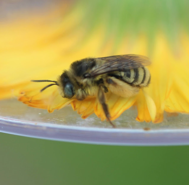 Victory Gardens for Bees