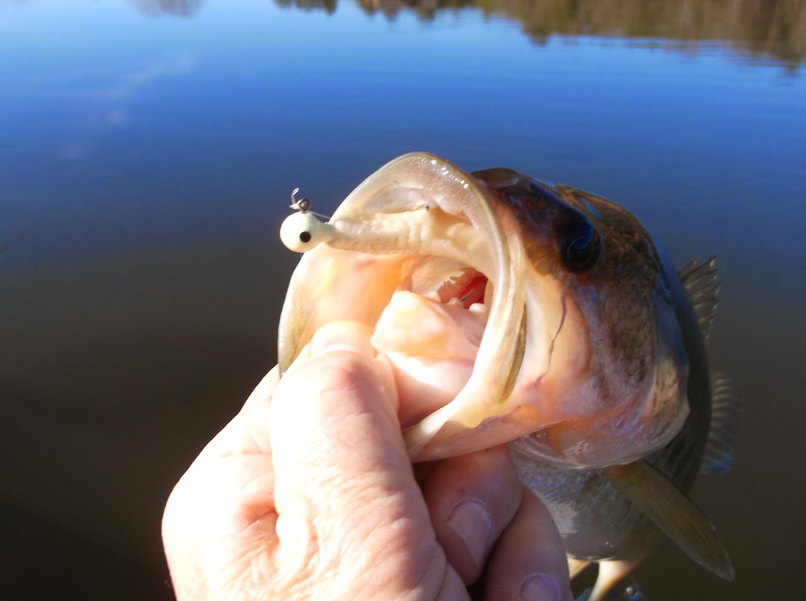 Fishing Through Life: Update on Tiger Bass/Coppernose Bluegill Stocking ...