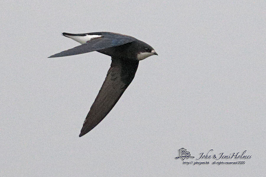 John's Hong Kong Birding: White-throated Needletails (Hirundapus ...