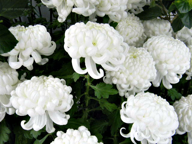 Day One Photography: White Mums