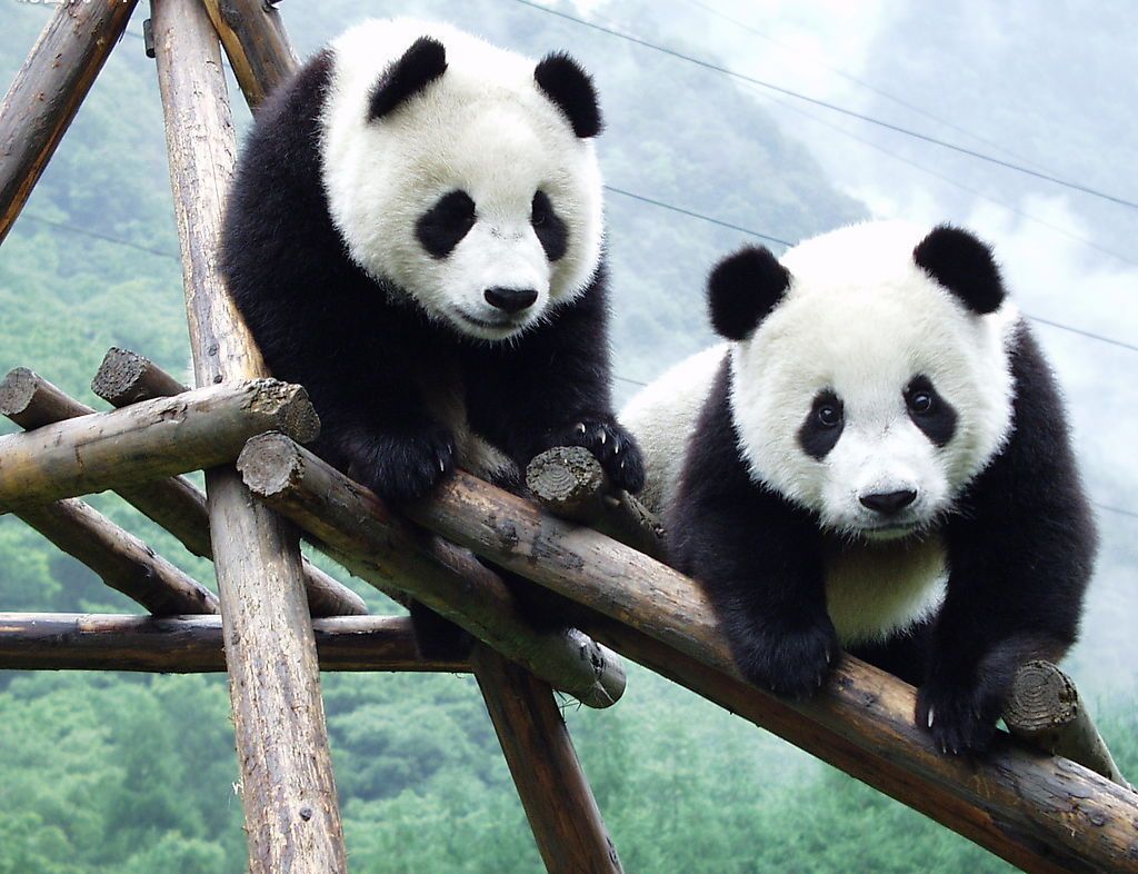 Live Every Second: Surto de Pandas