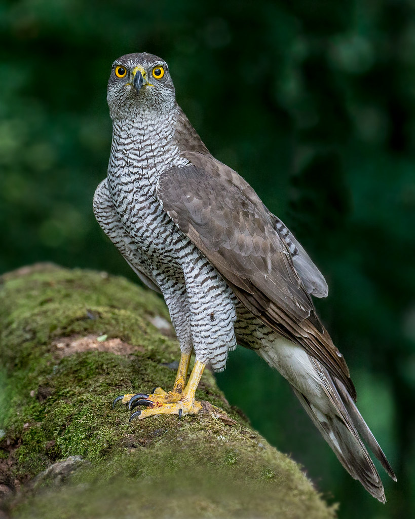 Plants, insects and animals: Goshawk