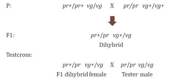 LET'S LEARN PLANTS: LINKAGE, CROSSING-OVER AND CHROMOSOME MAPPING (Part I)