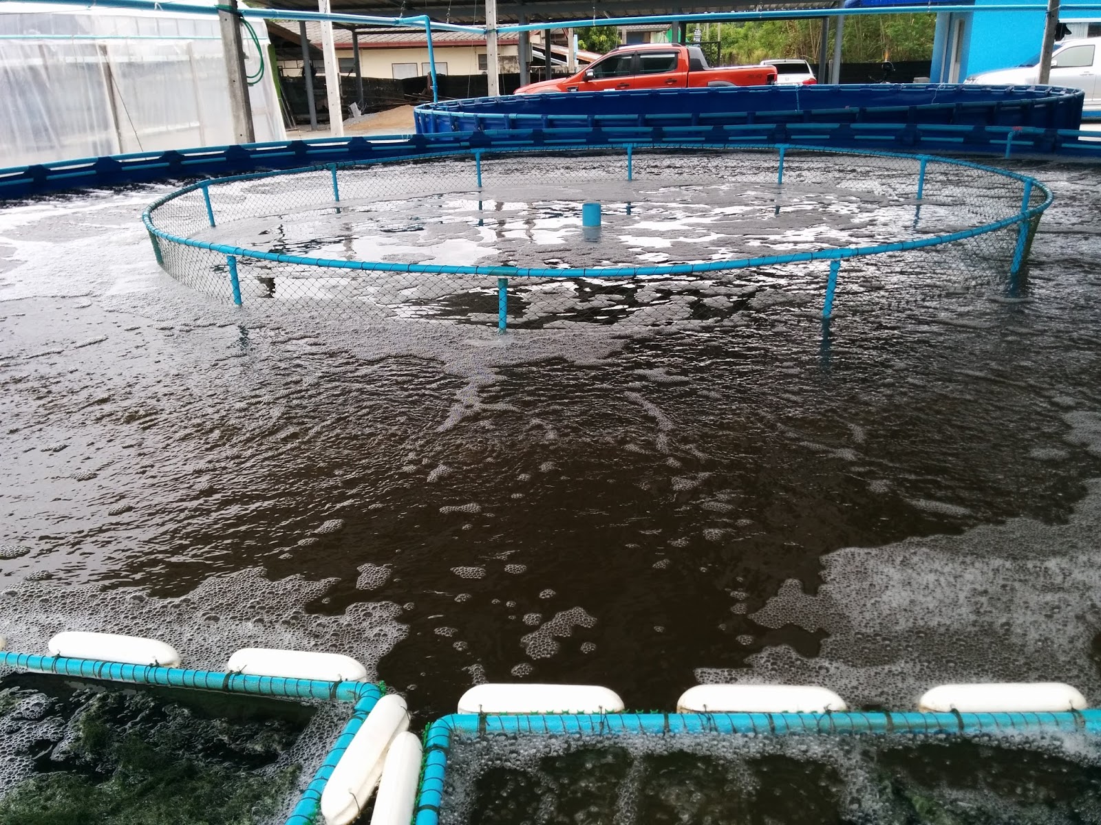Aquaculture multiuse foldable tanks: Shrimp hatchery and grow-out tanks