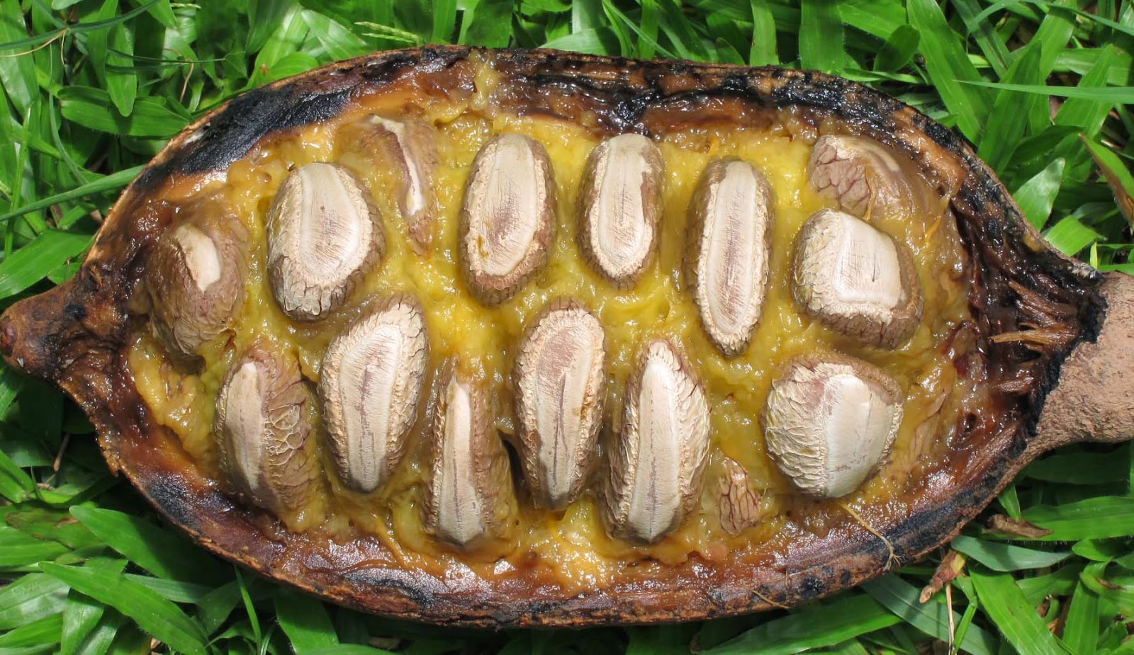 Tea With Tina: Pangi