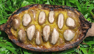 Tea With Tina: Pangi