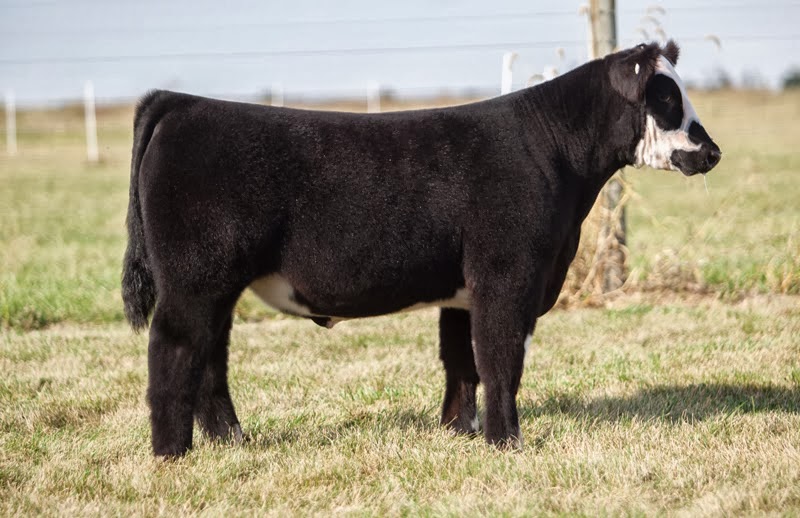 DIAMOND G CATTLE CO.: Sold to Pennsylvania