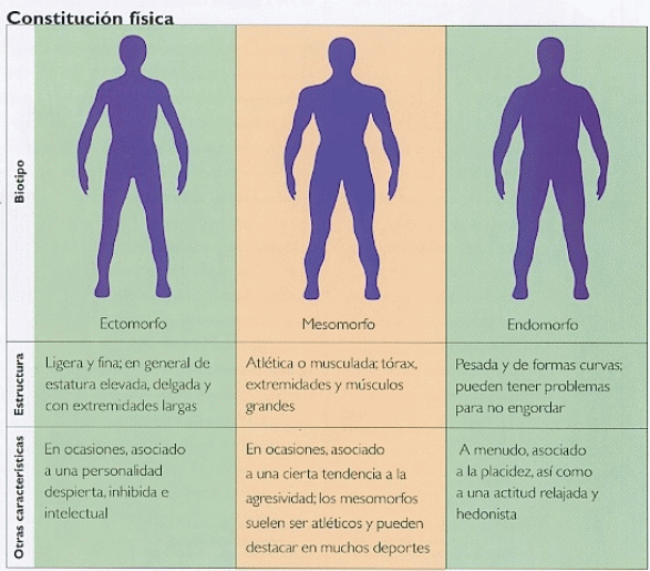Historias del Fitness: Y tú ¿Qué biotipo eres? ¿Ectomorfo, Mesomorfo o ...
