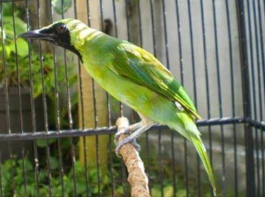 Bodi Cucak Ijo Yang Bagus | Kicau Burung Mania