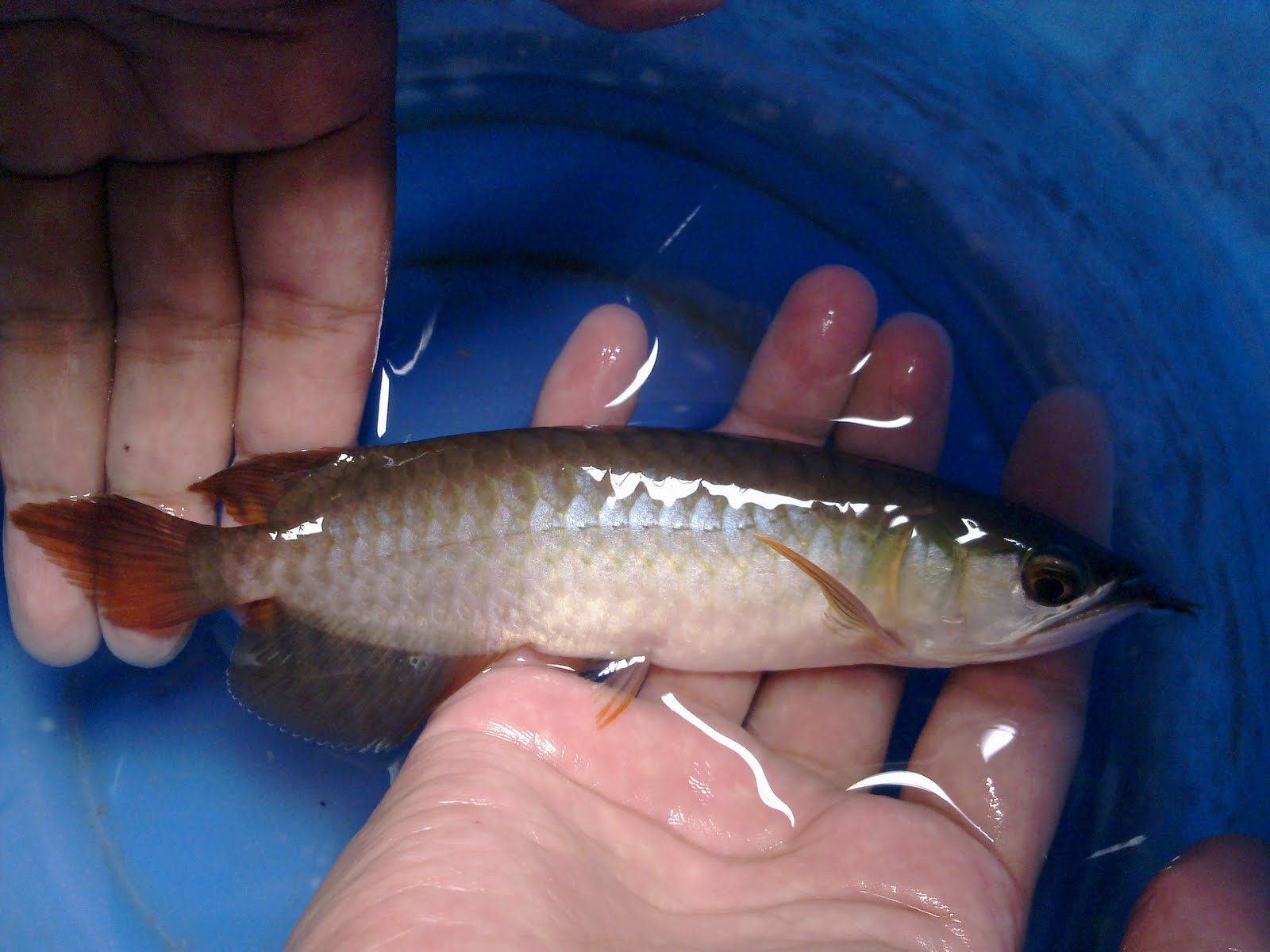 Choosing baby Arowana | Dragon Fish