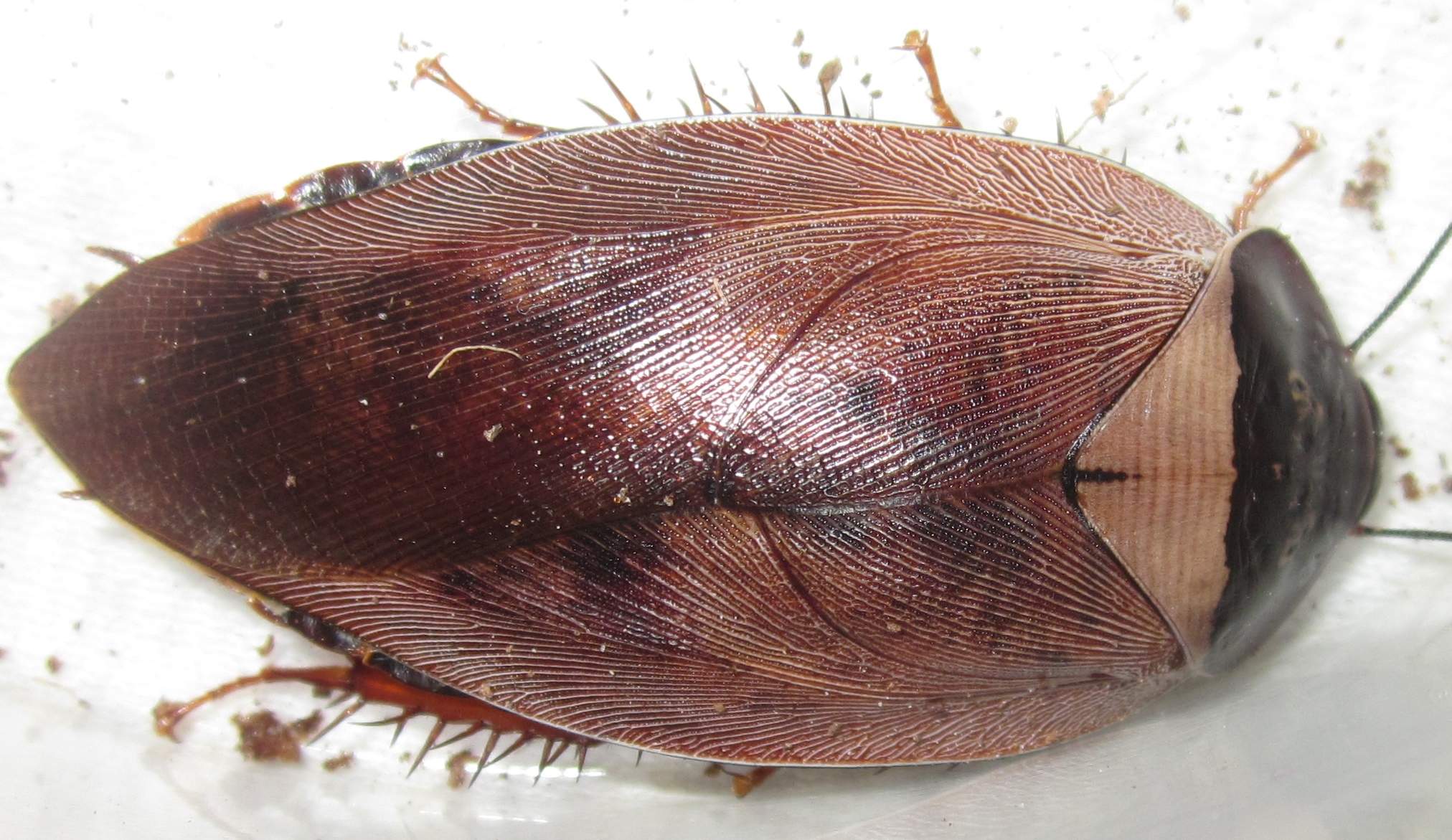 Invertebrate Dude: Pink Roach Pictures