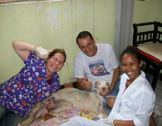 Amazing dog rescue (35 pics) | Amazing Creatures