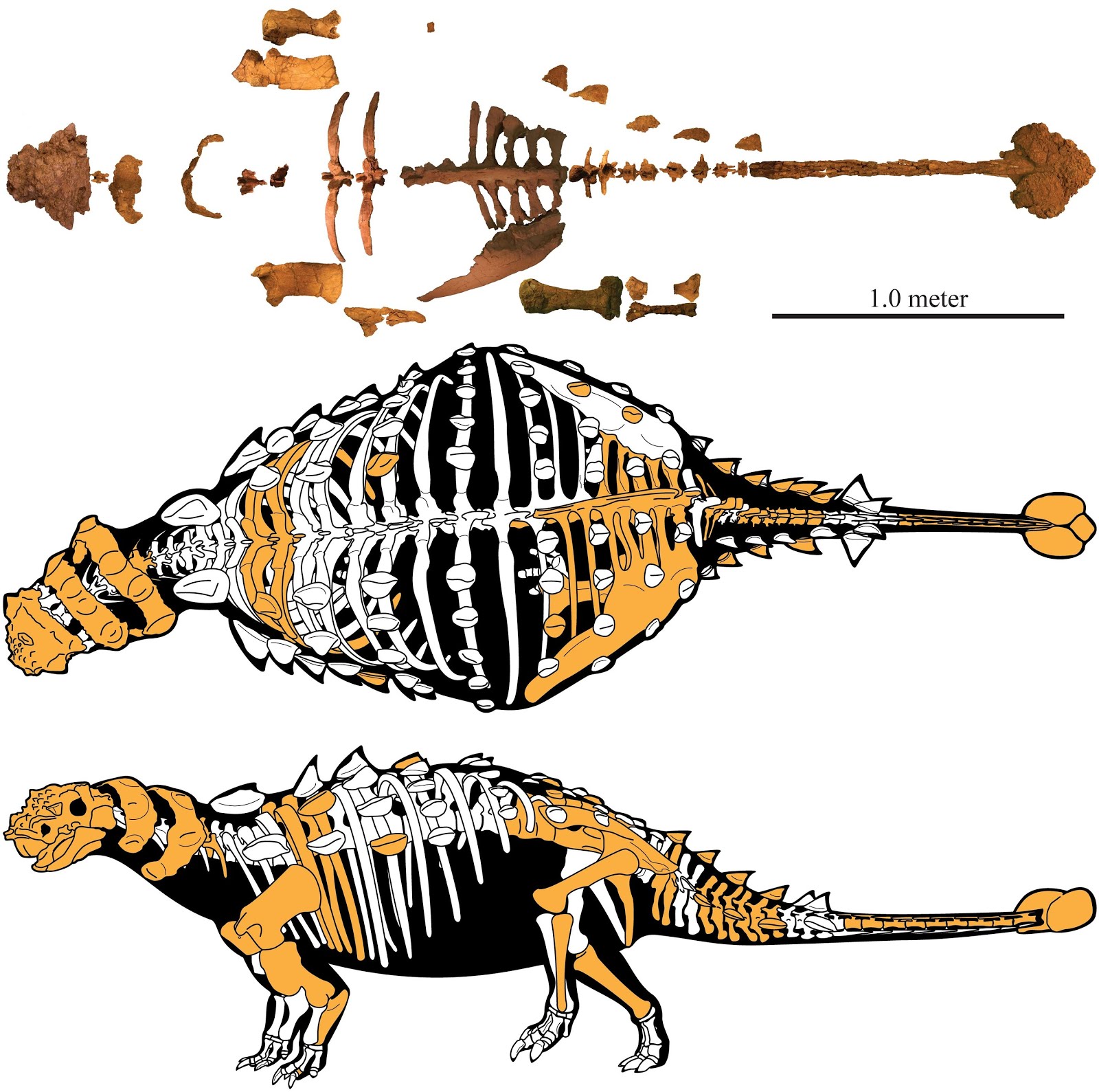 Species New to Science: [Paleontology • 2018] Akainacephalus johnsoni ...