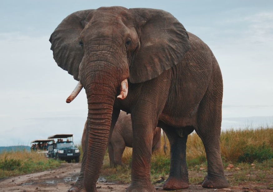 Notas e Informaciones: ¿Por qué Dios creó seres feos o nocivos? por ...