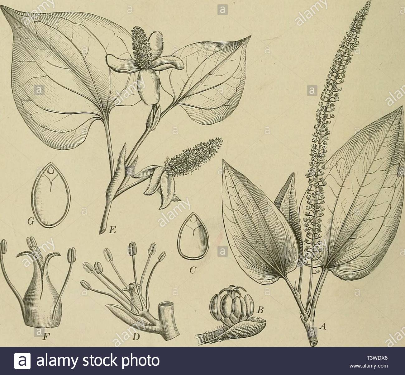PLANT FAMILIES OF PUERTO RICO AND FLORIDA PAPO VIVES: SAURURACEAE ...