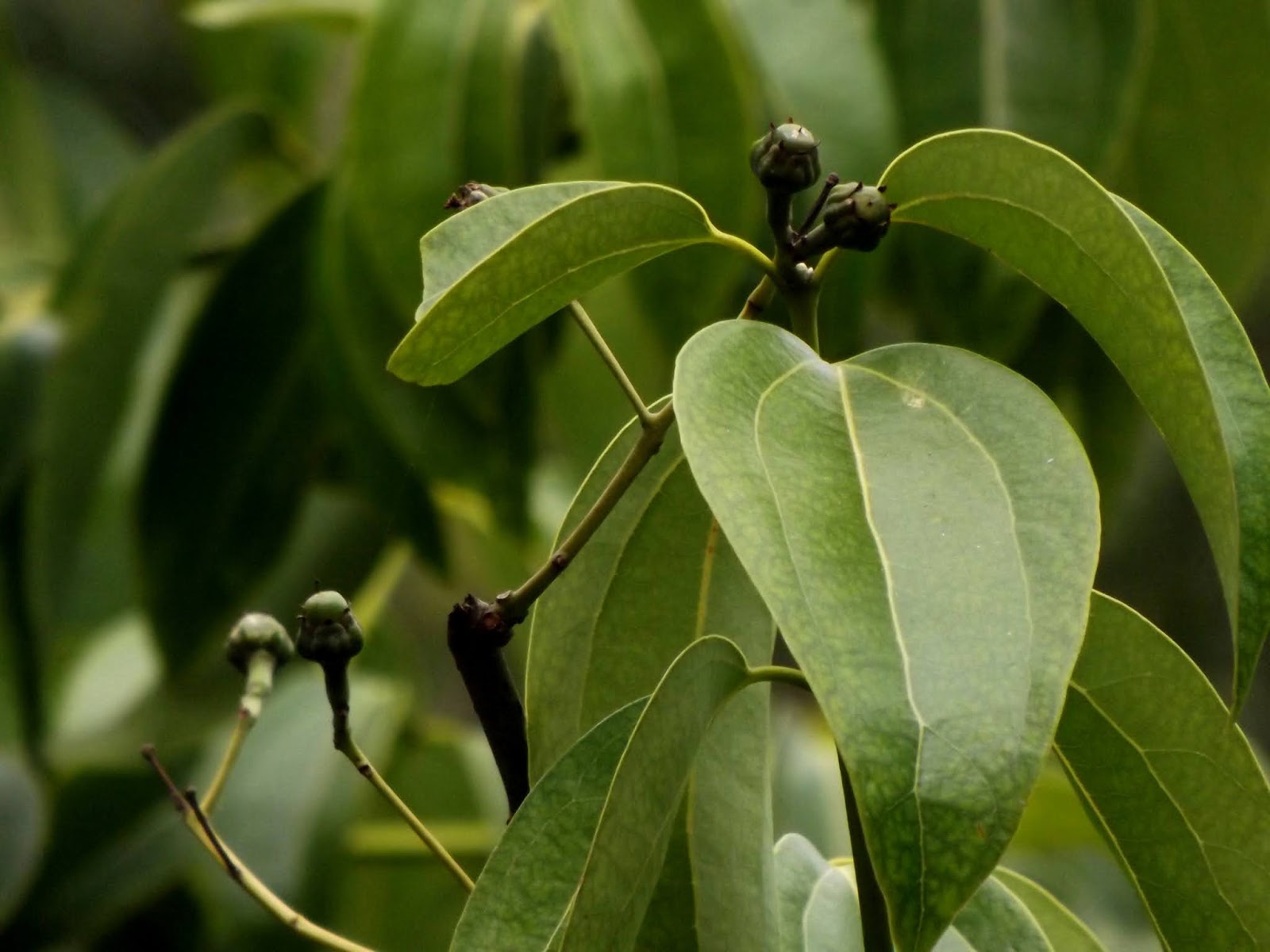 Fruit Cinnamon Tree Leaves : As the tree ages, the outer bark ...