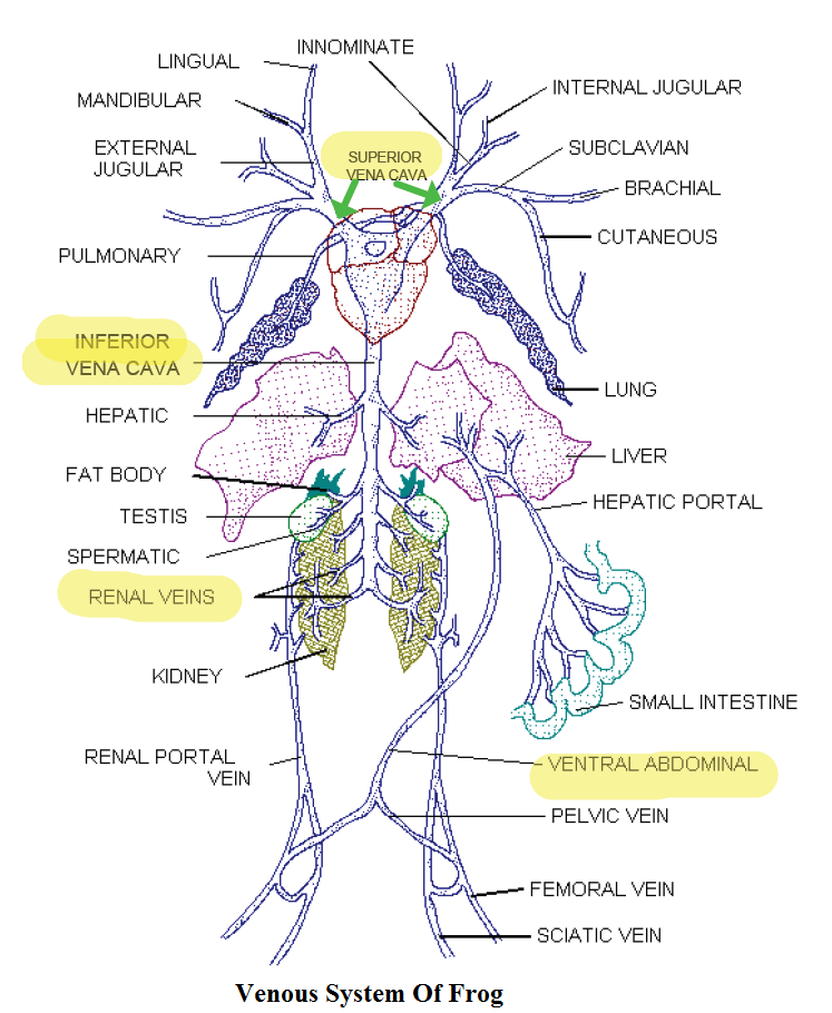 Education Is The Key To Success: Biology For Class IX - Chapter No.1 ...