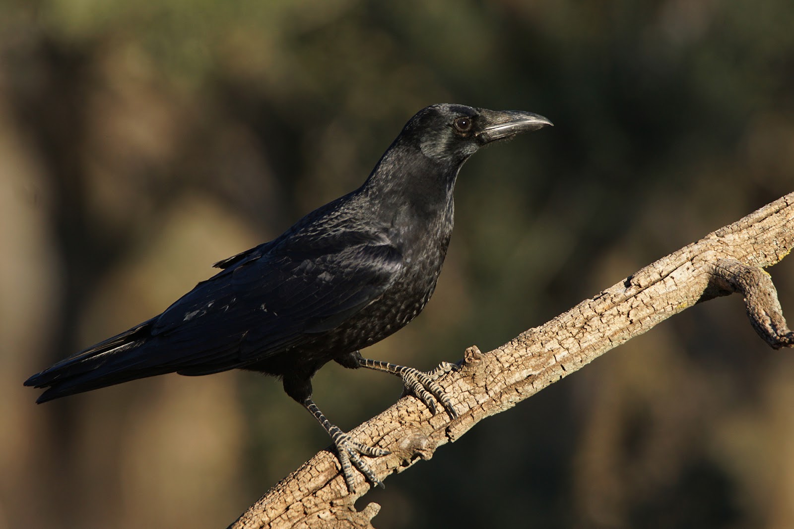 Pasión por las aves: Corneja común.(Corvus corone)