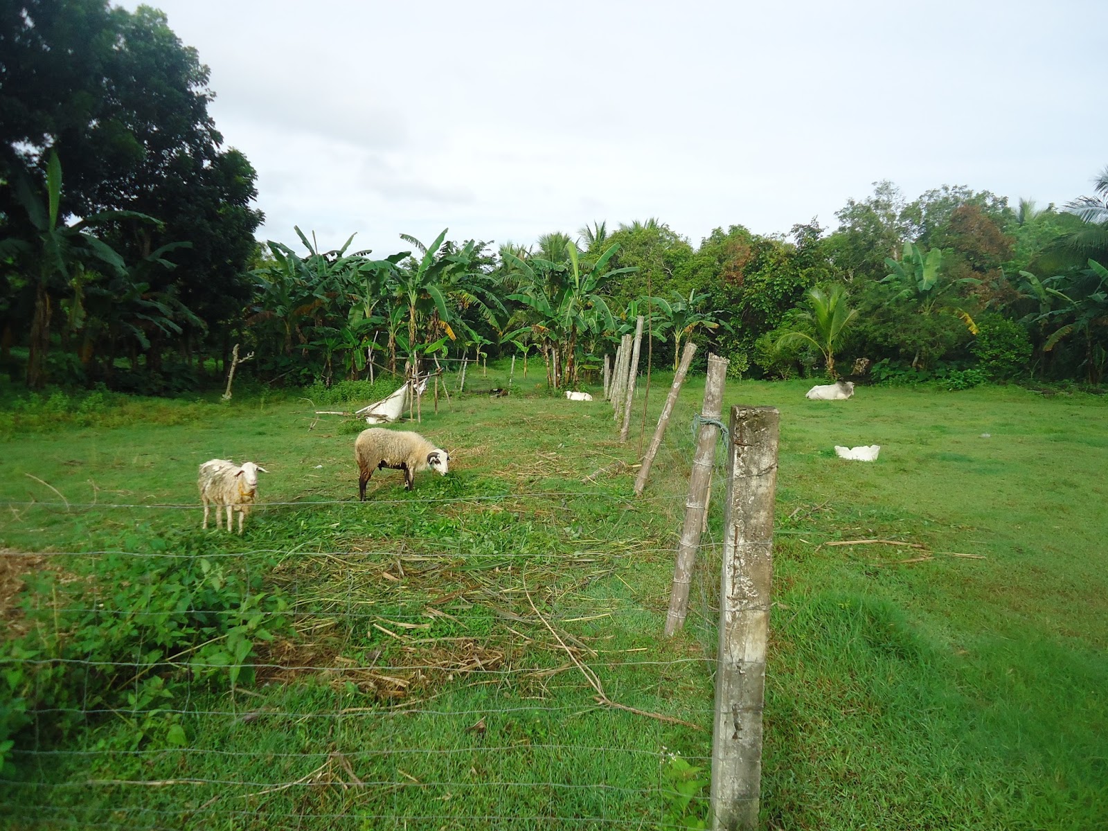 What Filipinos Truly Miss About the Philippines