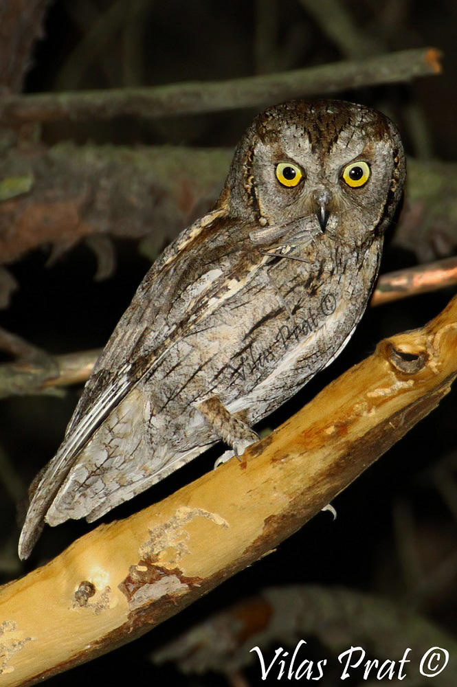 Cobijo Camijanes: agosto 2012