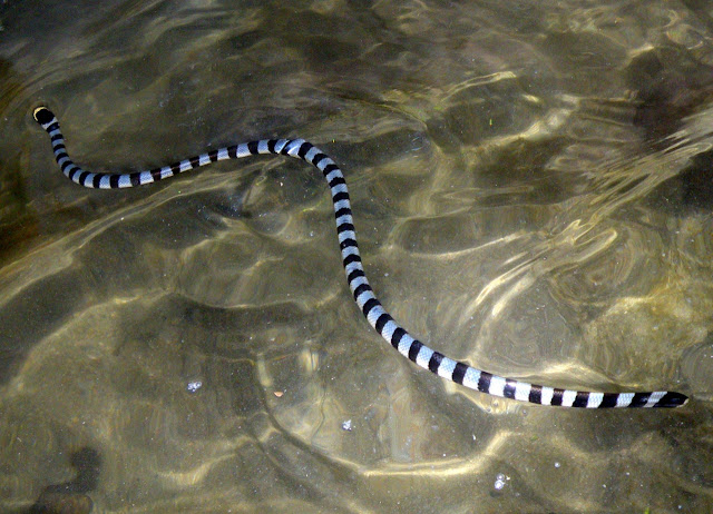 Ular Asli Indonesia: Ular Laut Erabu (Laticauda colubrina)