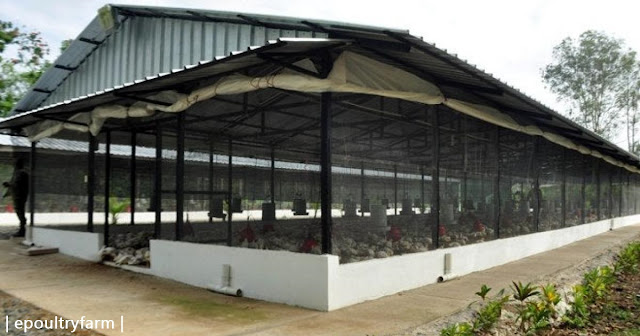Poultry Farming | raising domestic birds for meat, eggs and feather ...