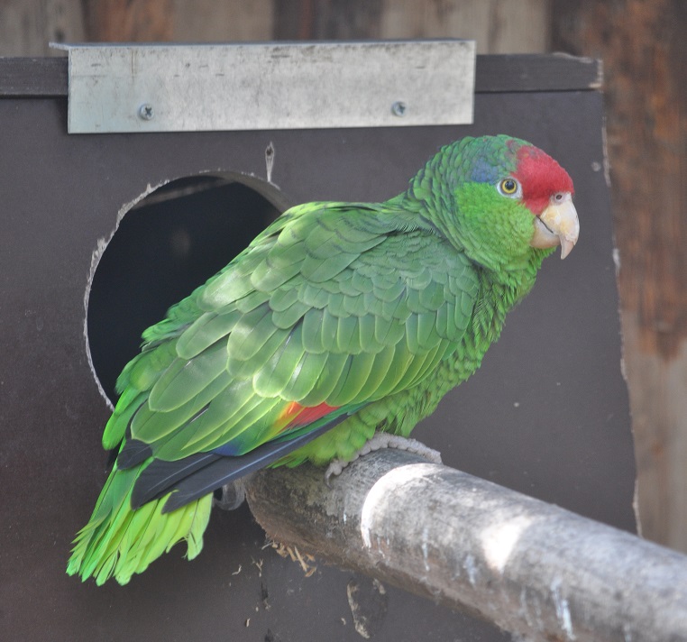 ZOOTOGRAFIANDO (6.100 ANIMALS): AMAZONA DE FRENTE ROJA / RED-FRONTED ...