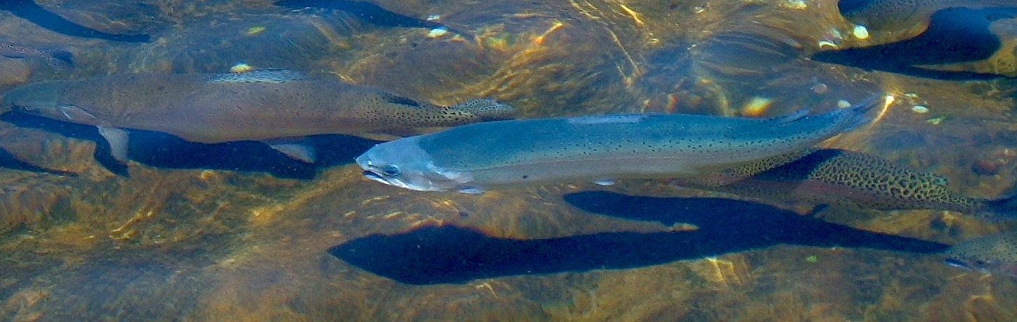 WonderlandShoppe: Ever Seen A Blue Trout