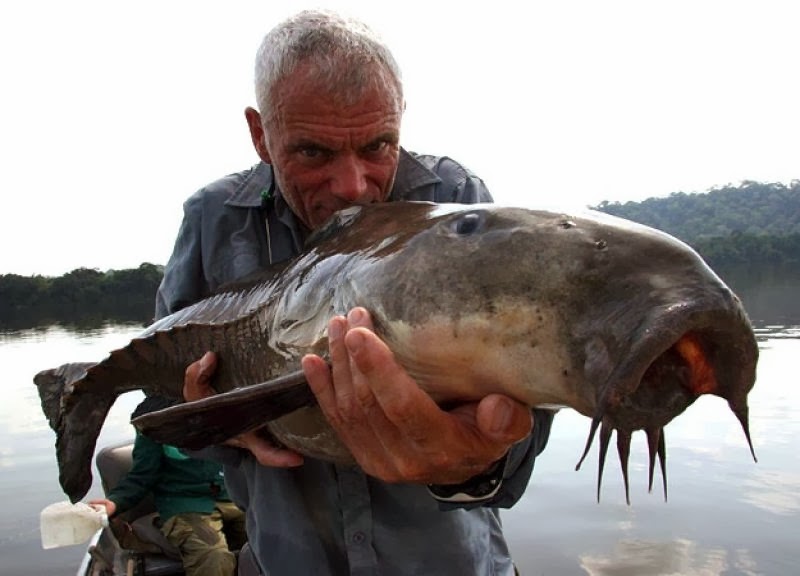 Na África Selvagem: Jeremy Wade e os seus 21 monstros do rio criaturas ...