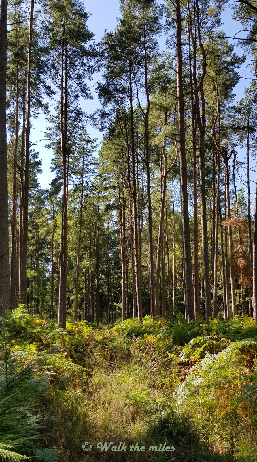 Walk the miles: Winterfold Forest