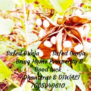 Rosary Pea Safed Gunja is Costliest Seed 7065940610